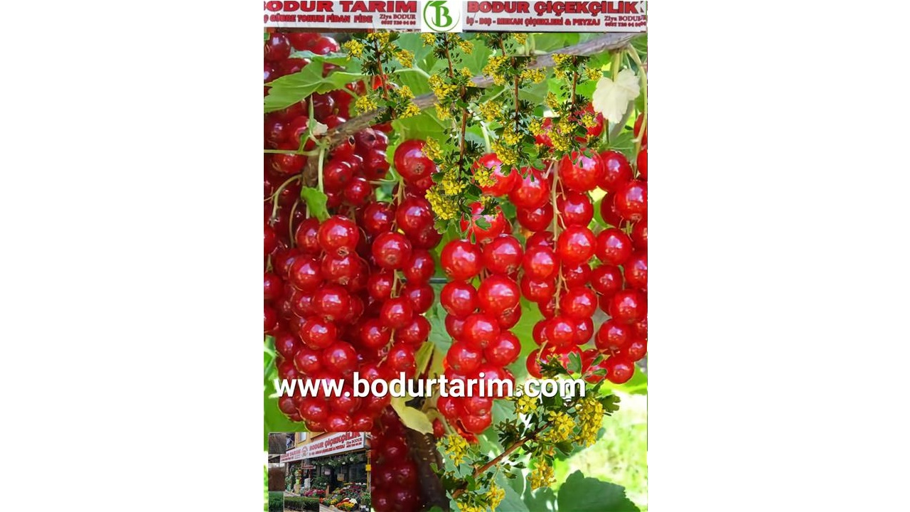 2 Yaşında Tam Bodur Doku Kültürü Tüplü Topraklı Freng Üzüm Meyve Fidanı ...