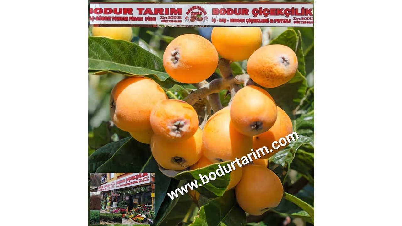 2 Yaşında Yarı Bodur Doku Kültür Tüplü Topraklı Yeni Dünya Muşmuğla ...
